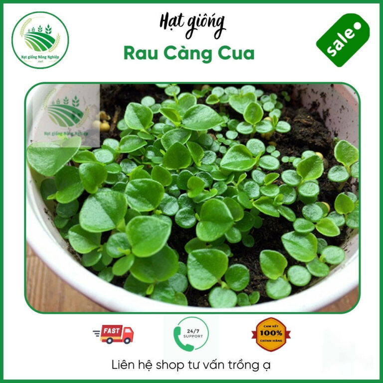 Hạt giống rau muống đủ loại, rau muống cạn, nước, lá tre, lá lớn