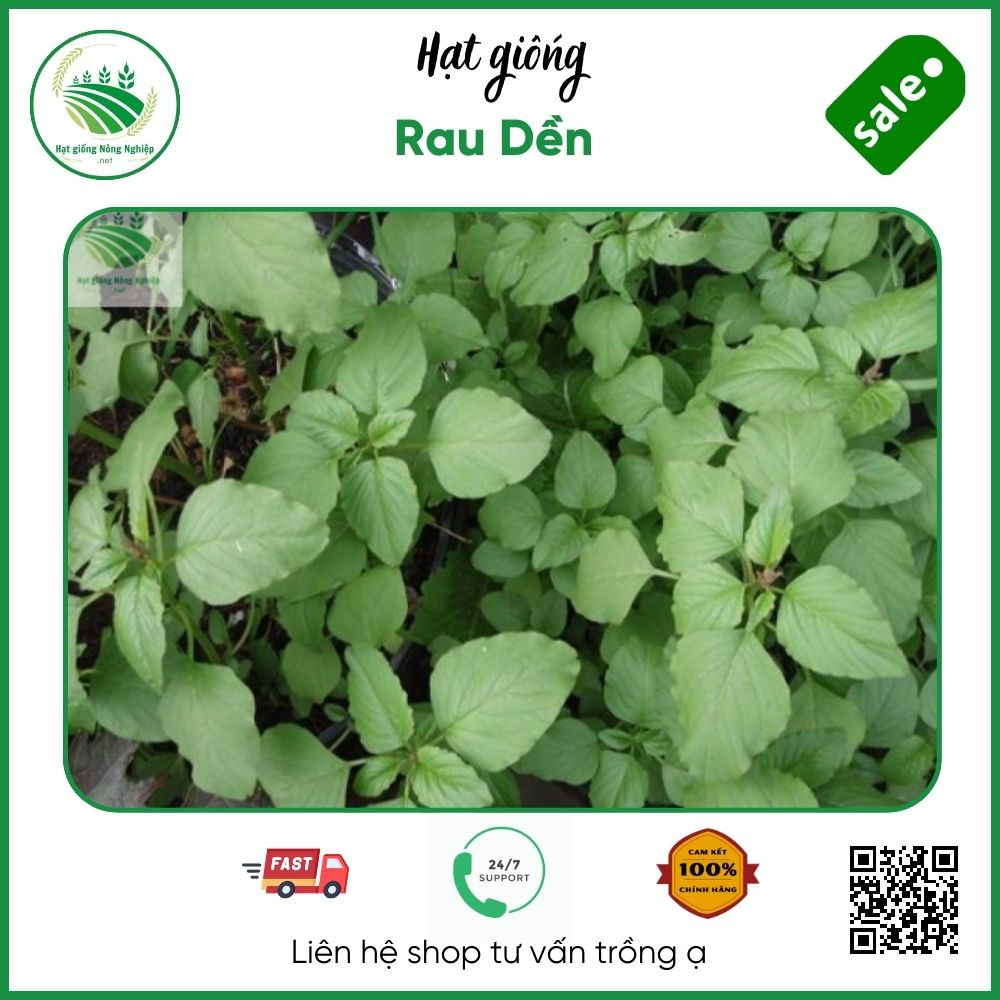 Hạt giống rau dền các loại: Rau dền đỏ, xanh(cơm), khoang
