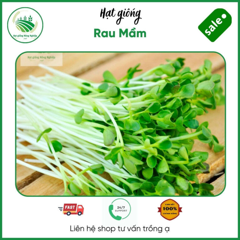 Hạt Giống Hoa Thiên Lý Cây Giống Hoa Thiên Lý SiÊu Hoa