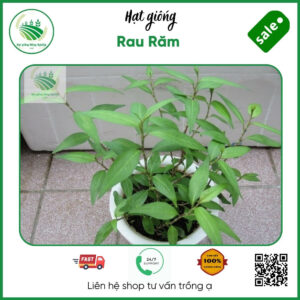 Hạt giống rau răm F1, chuẩn giống rất thơm, hướng dẫn trồng rau răm