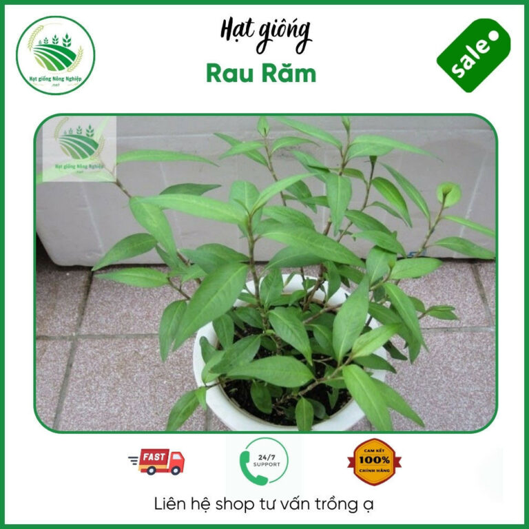 Hạt giống rau muống đủ loại, rau muống cạn, nước, lá tre, lá lớn