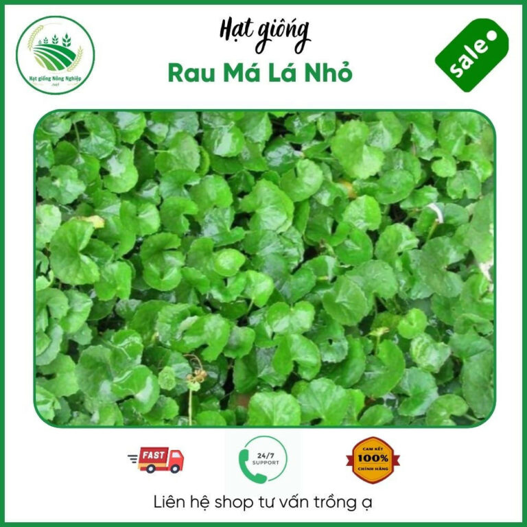 Hạt giống rau muống đủ loại, rau muống cạn, nước, lá tre, lá lớn