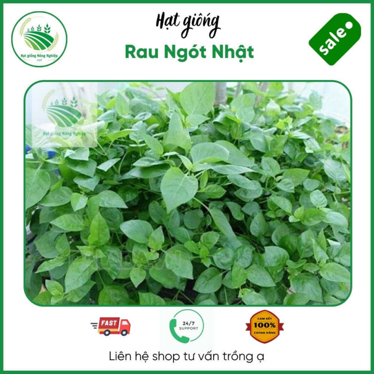 Hạt giống rau muống đủ loại, rau muống cạn, nước, lá tre, lá lớn