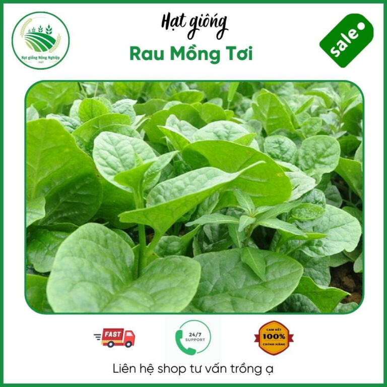Hạt giống rau muống đủ loại, rau muống cạn, nước, lá tre, lá lớn