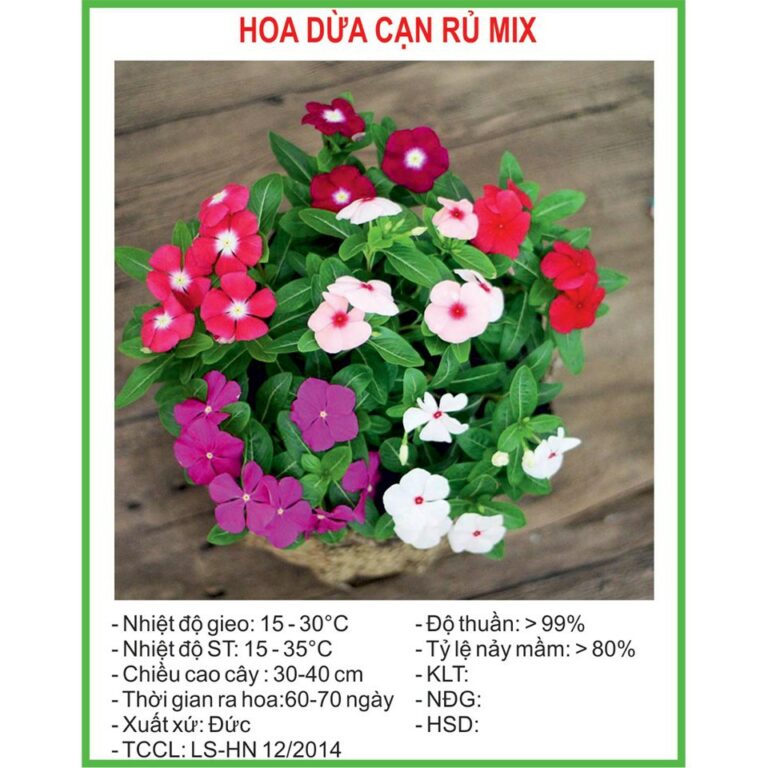 Hạt giống hoa dừa cạn Siêu hoa, MIX nhiều màu, hoa nhiều lắm