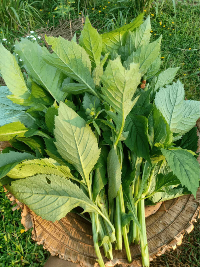 Hạt giống rau tàu bay(Rau Kim Thất) Chuẩn giống dược thảo