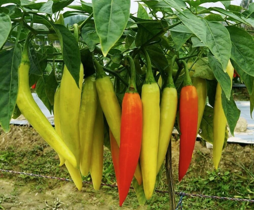 Hạt giống ớt sừng siêu trái, ra quả quanh năm chuẩn giống F1