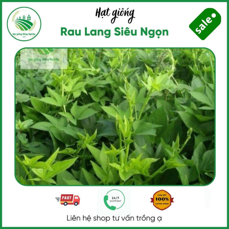 Hạt giống rau muống đủ loại, rau muống cạn, nước, lá tre, lá lớn